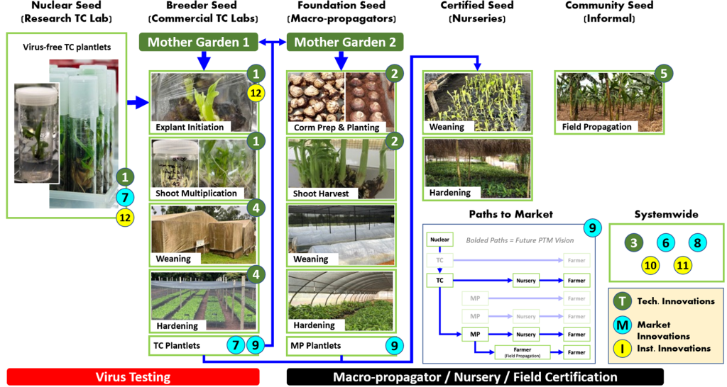 Banana Component Gallery – PROSSIVA